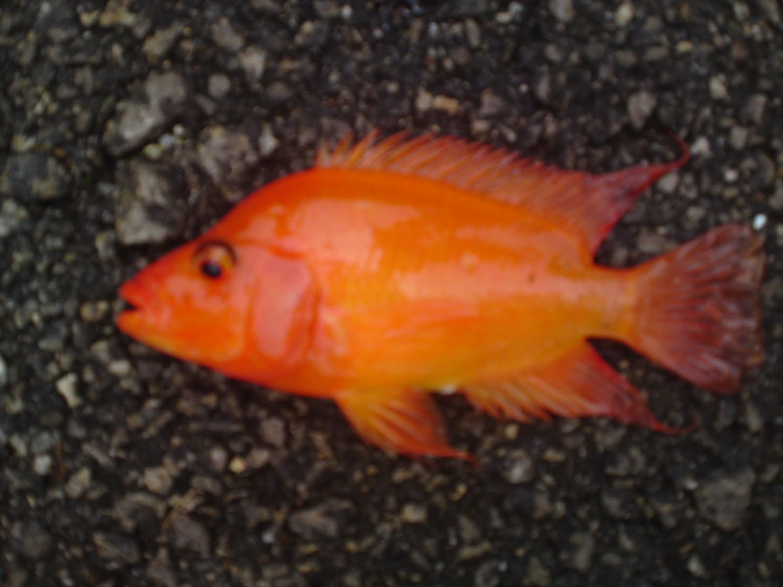 QudRiFaRm: Tilapia Merah 'Gold' Catch N Release...