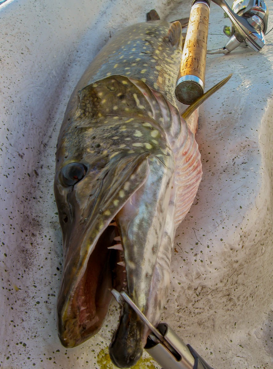 Photofisherman's Place