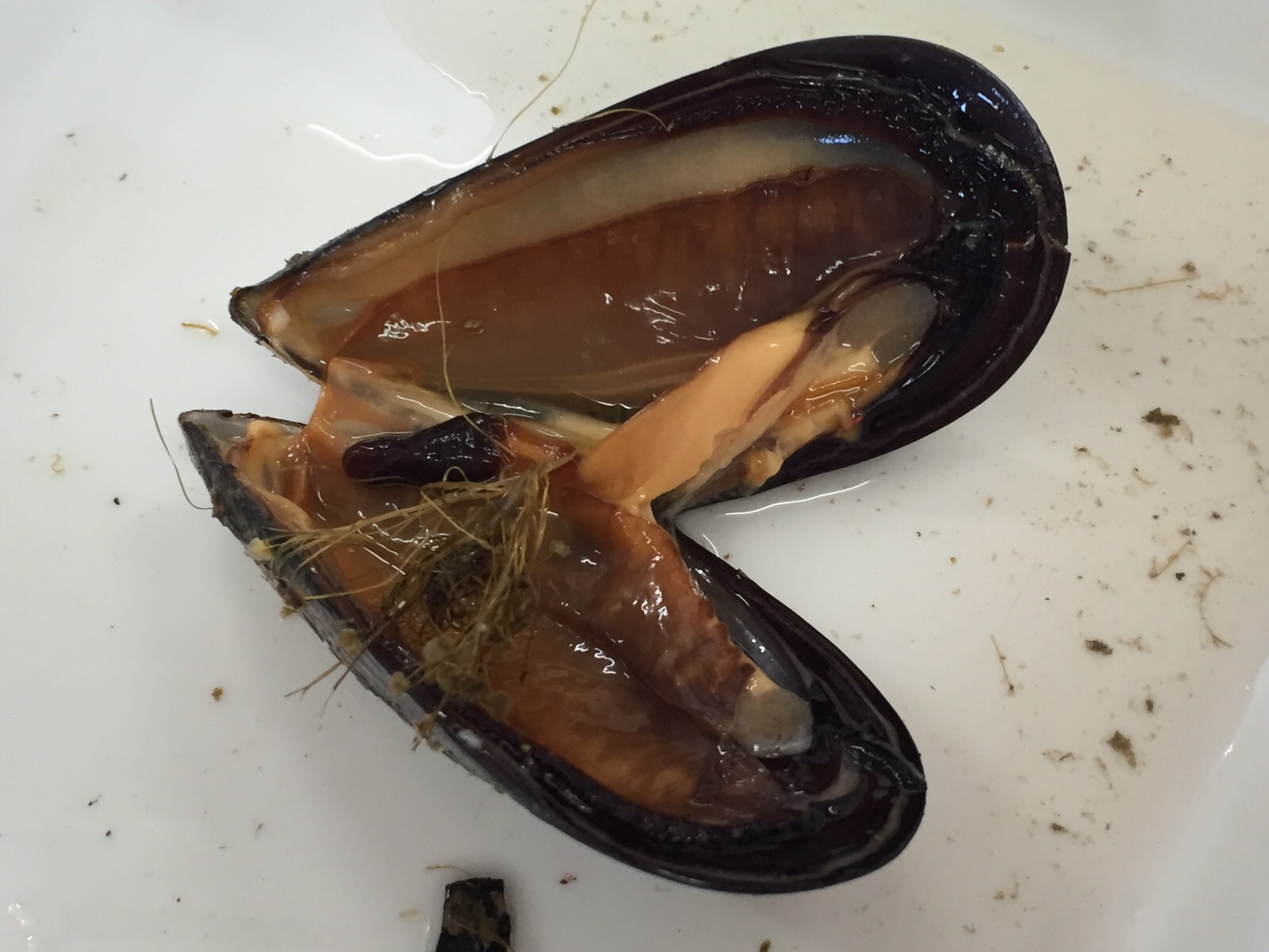 ¡DISECCIONANDO MEJILLONES! | Gori-Gori