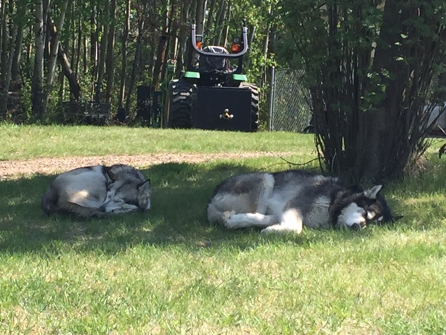 Pound Dogs Toronto Animal Services - dog adoption - animal shelter