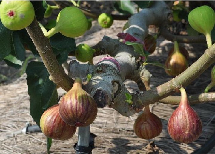 Pohon Tin / Buah Tin / Buah Ara - Si Pendatang Berharga Menjulang ...