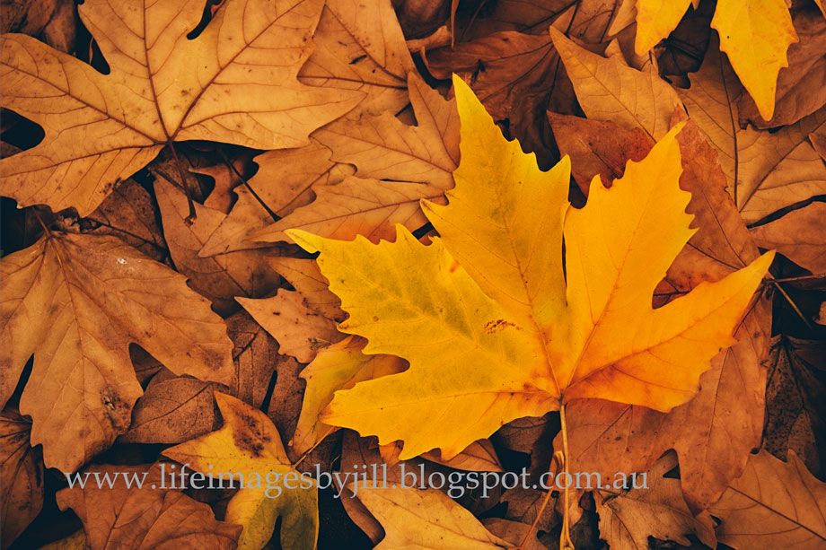 Life Images by Jill: Autumn in Western Australia, Golden Valley Tree ...