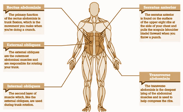 Art of Abs: Abs Anatomy