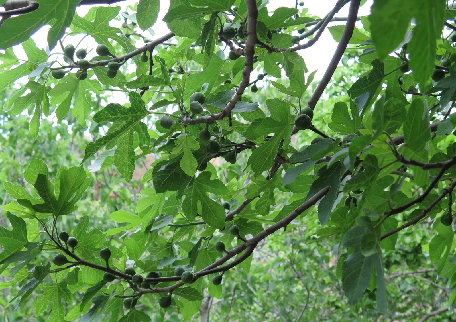 The Holyoaks in the Holy Land: Bethphage