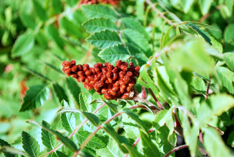 Plantas Curativas y Medicinales: El Zumaque