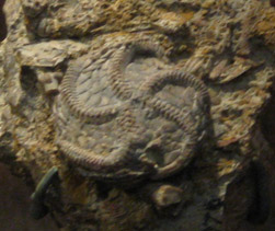 Equatorial Minnesota: And the state fossil of Minnesota is...