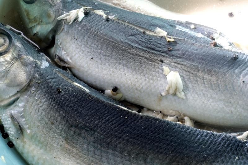 3 Health Benefits of Milkfish in More Details | Indonesia Milkfish ...