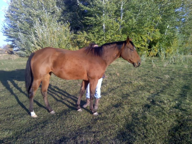 Everstuff Ranch: Chickens, Fencing, Steers and Horses
