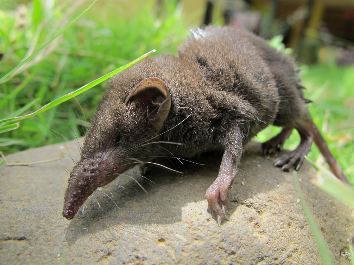 Tudo Roch@ ...: O Frenético, voraz e insaciável Musaranho