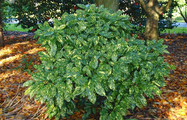 HOW TO GROW AUCUBA JAPONICA FROM CUTTINGS |The Garden of Eaden