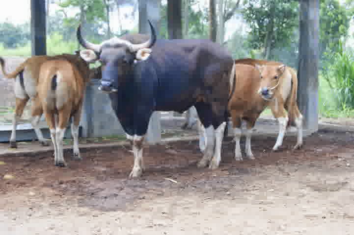 GAMBAR TERNAK SAPI BALI 28 | GAMBAR TERNAK SAPI