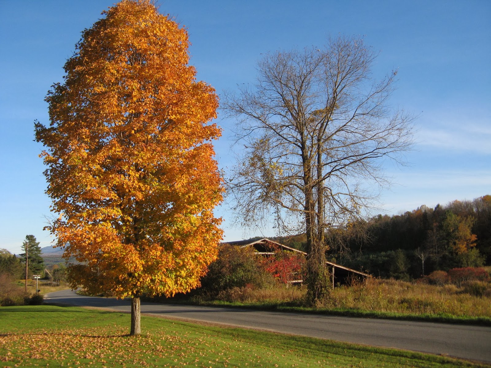 Animal Instinct: Tree VIEW