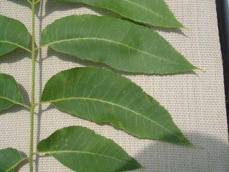 Blog 2 - Pecan Tree Anatomy and Morphology