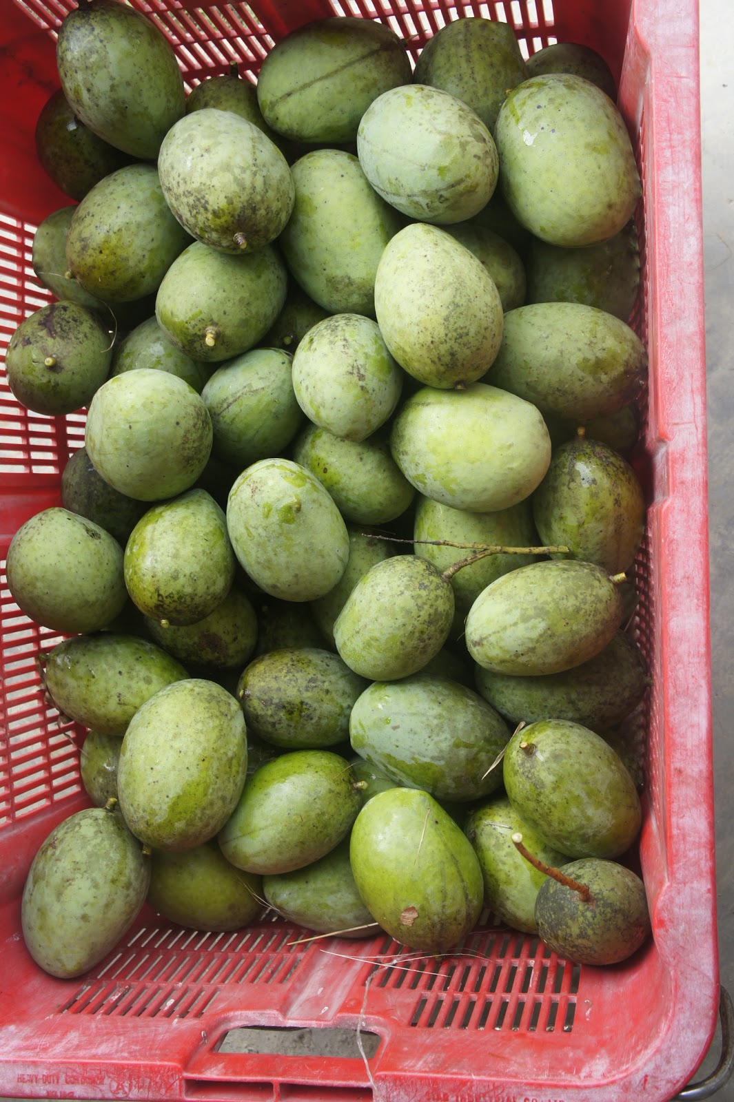 Warisan Petani: Buah Kuini