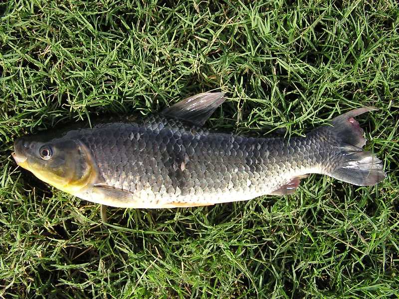 ANGLINGFRONTIERS.COM: FISH SPECIES OF THE BOLIVIAN AMAZON