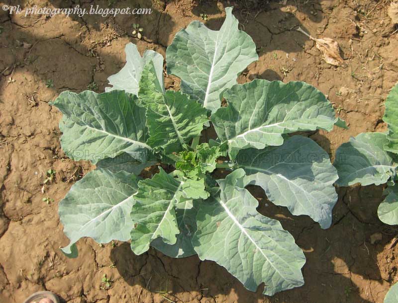 Cauliflower Plants | Nature, Cultural, and Travel Photography Blog
