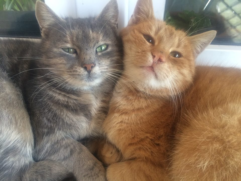 Pat Papertown 2: Two Happy Cats