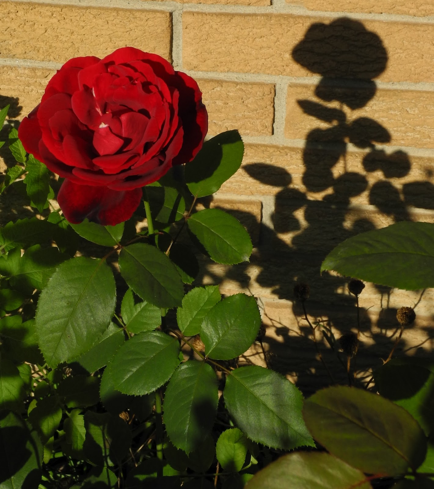 God's Growing Garden: Frank's Flowers - The "Black Cherry" Rose