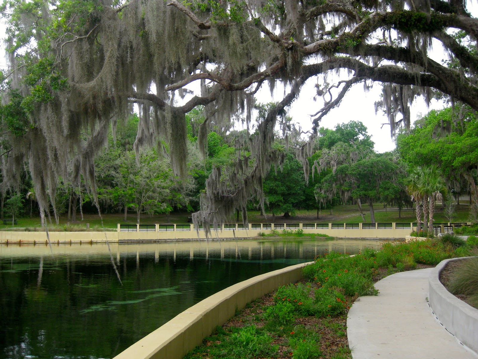 Trunko Treks: Salt Springs Campground, Ocala National Forest