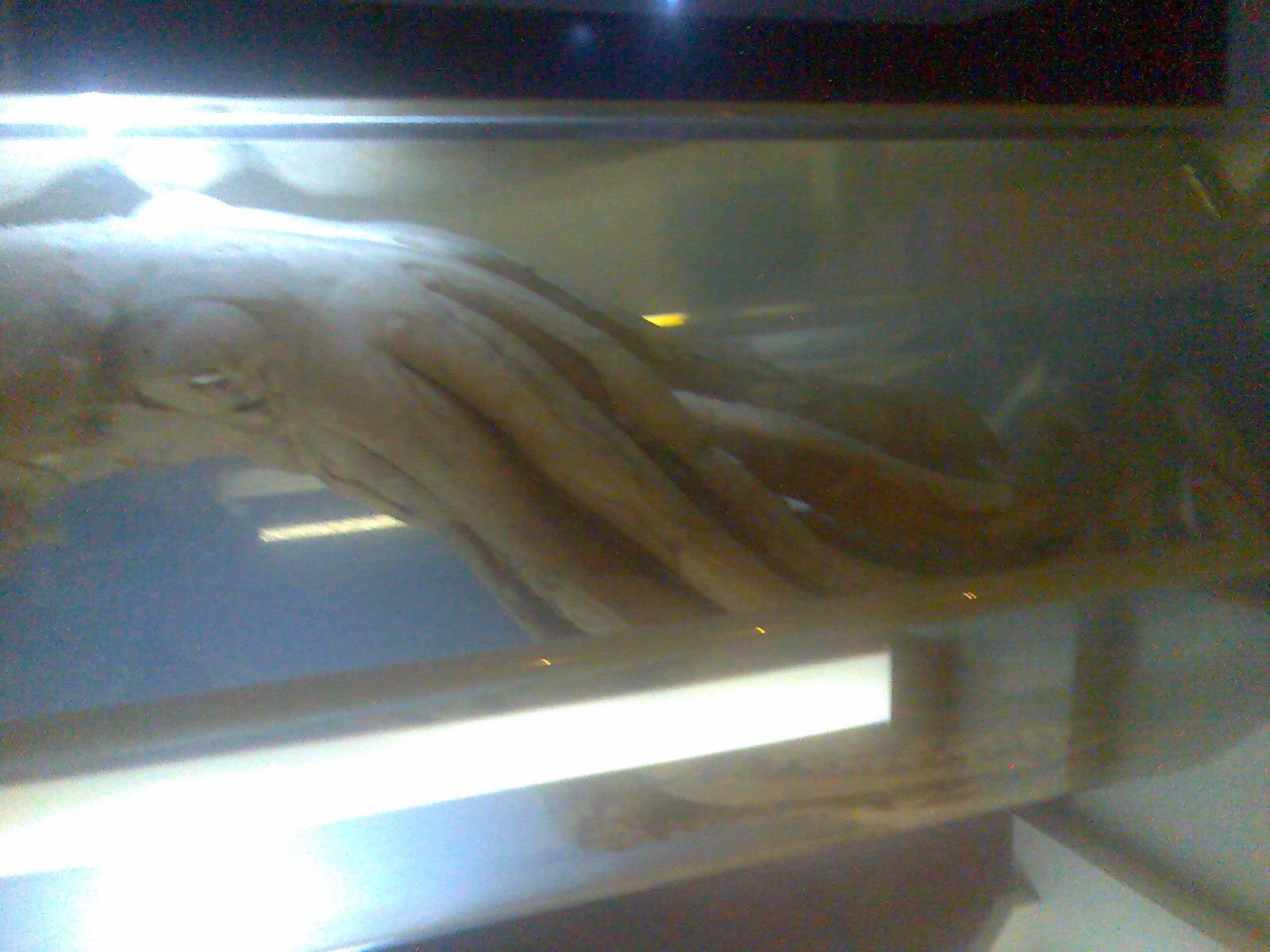 Mundo Oculto: Centro del Calamar Gigante