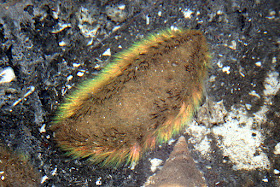 Real Monstrosities: Sea Mouse