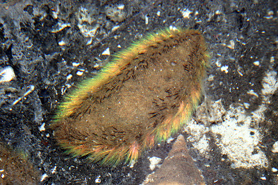 Real Monstrosities: Sea Mouse