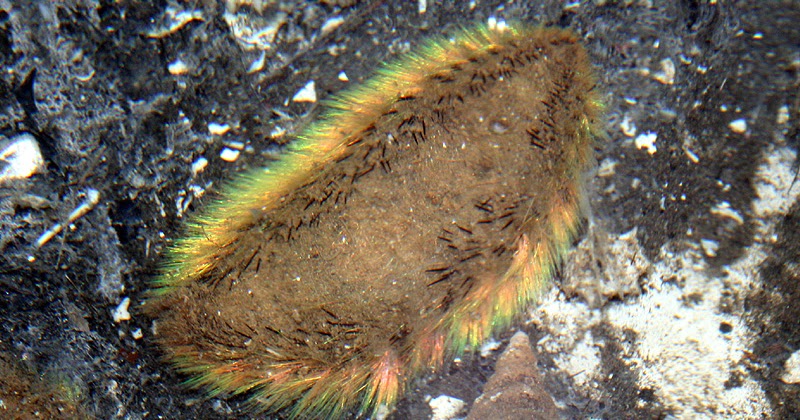 Real Monstrosities: Sea Mouse