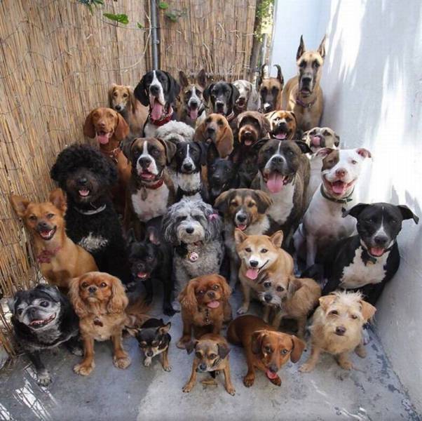 Cute dogs - part 151 (50 pics) | Amazing Creatures