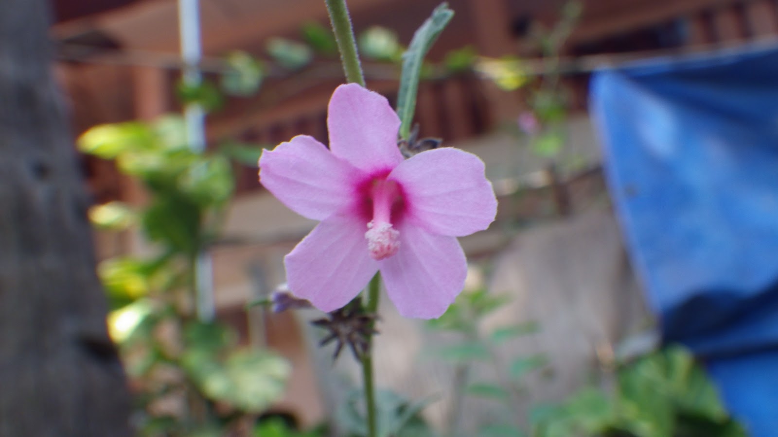 Epic adventure: Flowers of Goa & Hampi