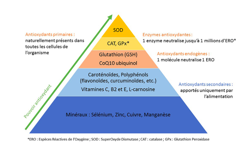 LA SUPEROXYDE DISMUTASE, L’ENZYME DE LA VIE