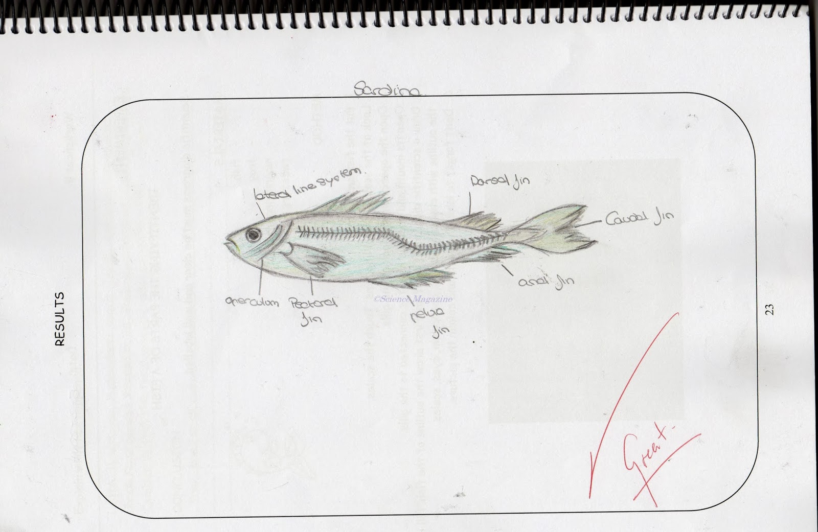 Science Magazine: STUDYING THE ANATOMY OF A FISH AND DRAWING A ...