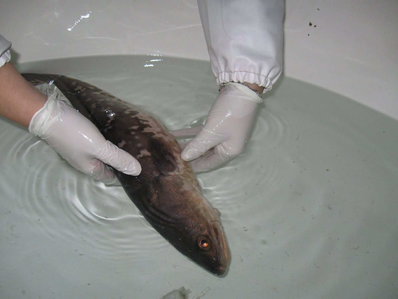 Fundación Chile reproduce el Congrio Dorado