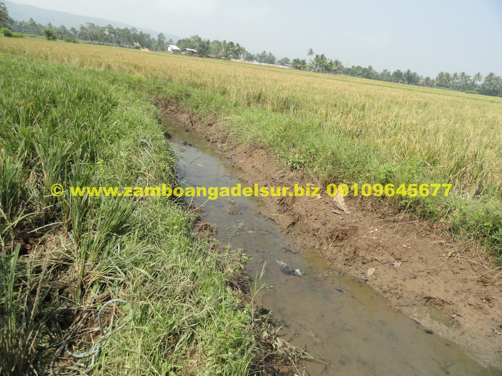Zamboanga del Sur Properties: FOR SALE: 2.5 HECTARES RICE-FIELD AT ...