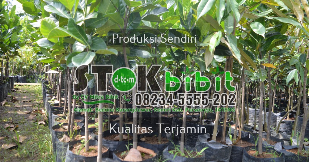 Mahoni khasiat biji pohon mahoni - bibit mangga agrimania
