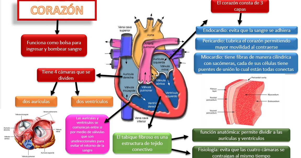 YetzaliZavalaBlogDeFisiologia2016Gpo7: GENERALIDADES CORAZÓN