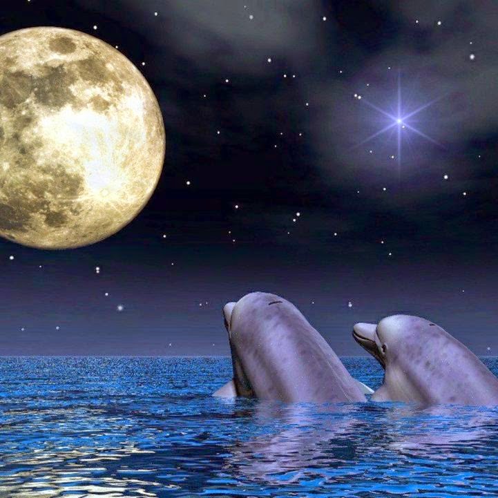ANCLAJE DE LUZ - RAYMA: Delfín Azul. Mensaje de los Delfines. “Tengan ...