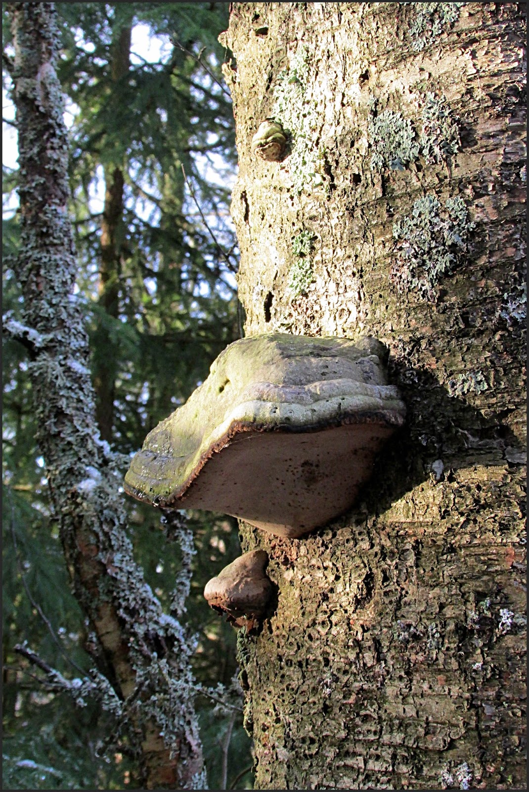 Kahelinkulma: Kääpä