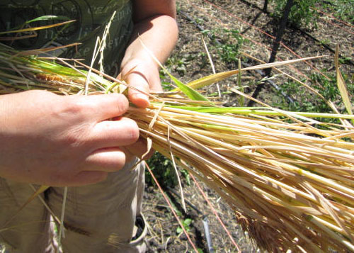 One Acre Farm: Planting and Harvesting Wheat by Hand
