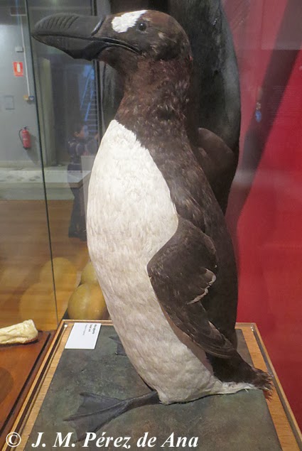 Marismas de Santoña: Alca gigante, la historia de su extinción