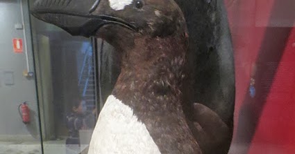 Marismas de Santoña: Alca gigante, la historia de su extinción