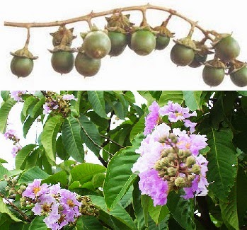 Pinoy Aralin, Kultura, Tradisyon, Paniniwala, atbp.: December 2014