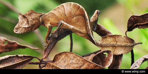 La Huella Curiosa: El arte para pasar desapercibido: Cripsis