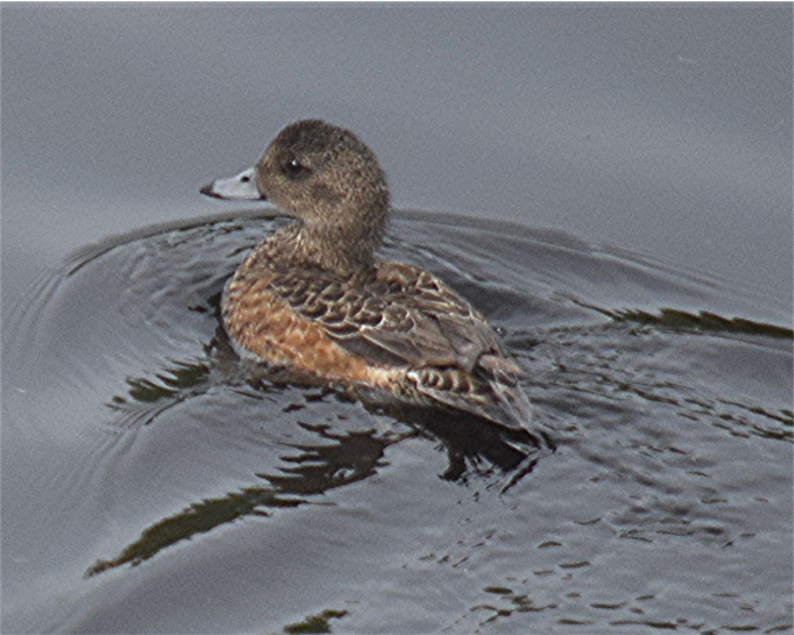 nature tales and camera trails: American Widgeon