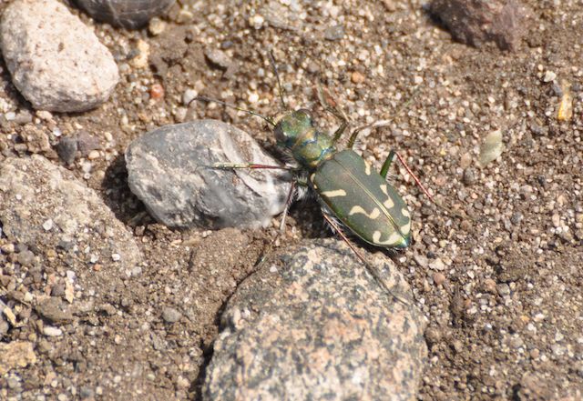 Orca Watcher: Interesting Island Insects