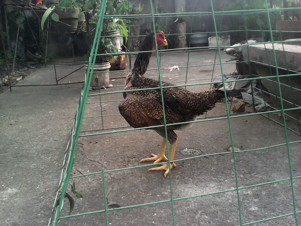 Gamefowl breeders: Shamo and Aseel