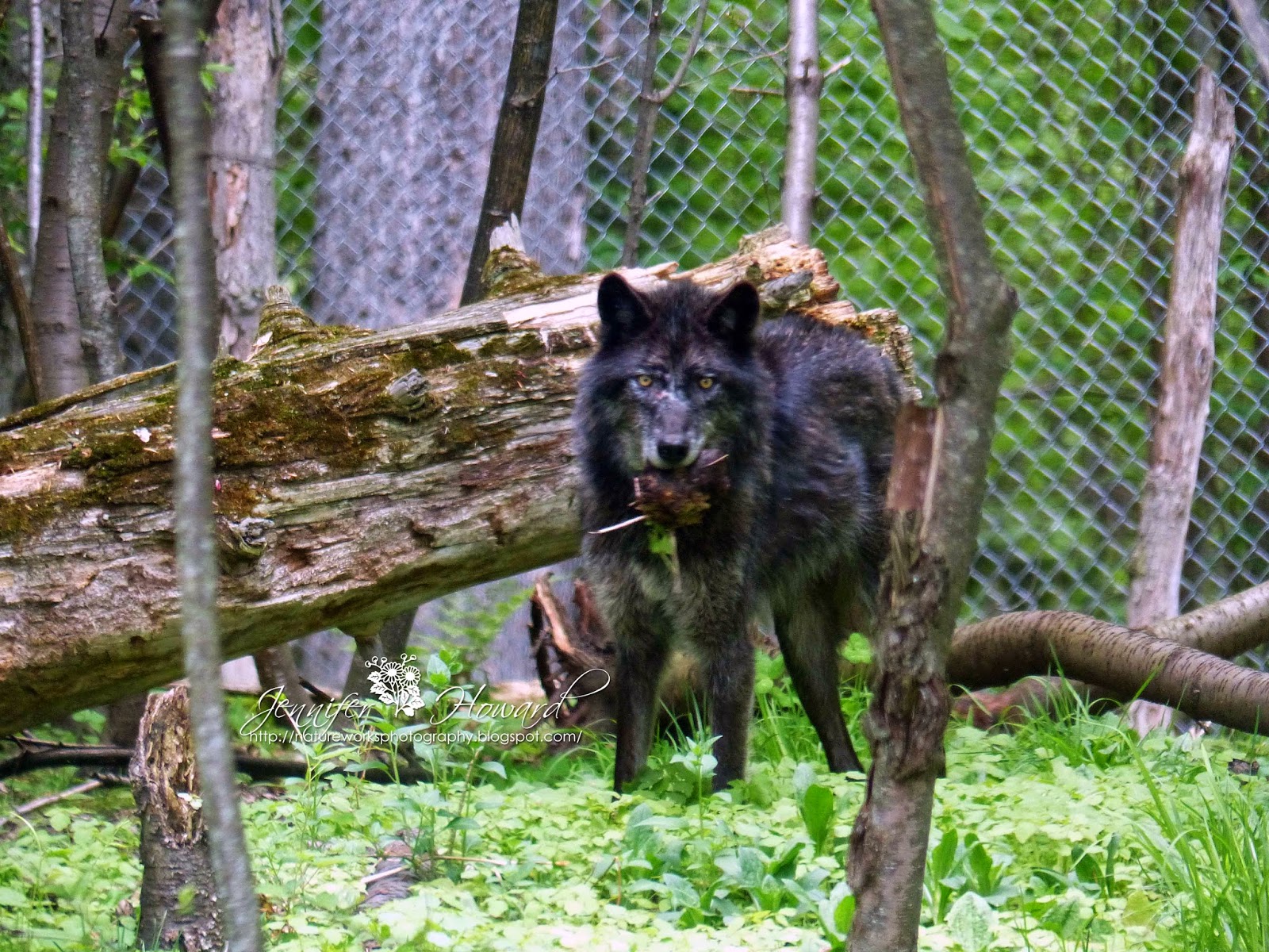 Nature Works Photography: Haliburton Wolf center