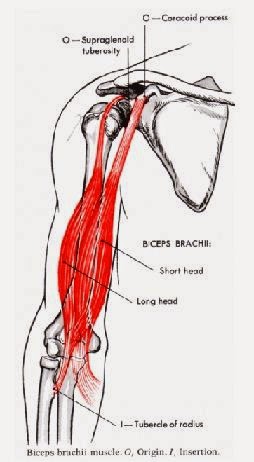 Rutina de ejercicios para trabajar los Biceps - DIARIO PELOTA