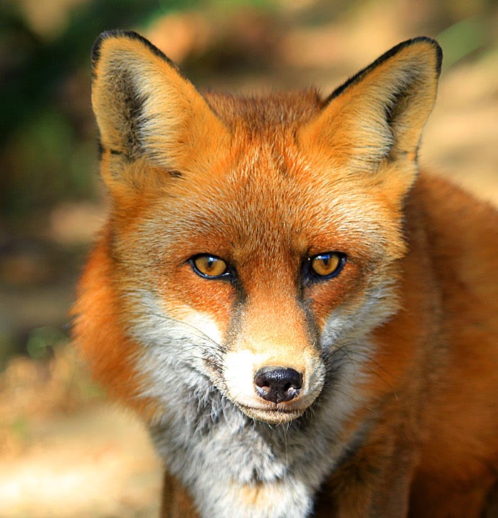 FOTO NATURA HUESCA 2: VULPINO, ZORRO, RAPOSO, Vulpes Johann Leonhard ...