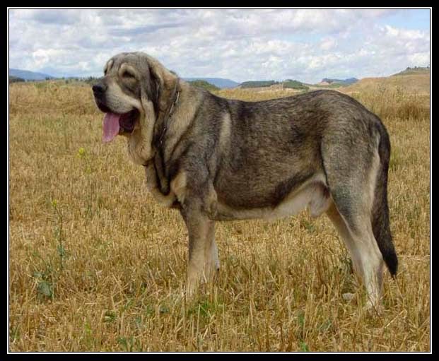 Mastín Español | eligiendoperro