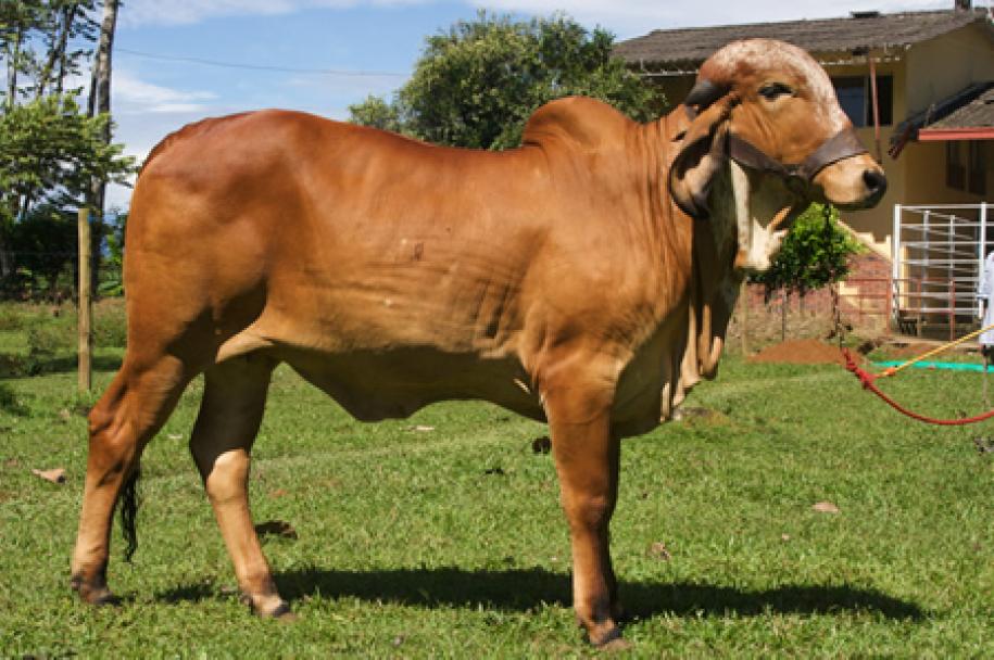 GANADO RAZA GYR POTENCIAL LECHERO